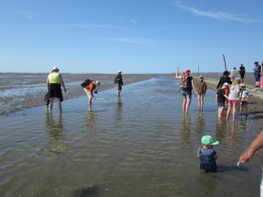 Beschreibung der Familien-Wattwanderung – Wattwanderungen am Strand von ...