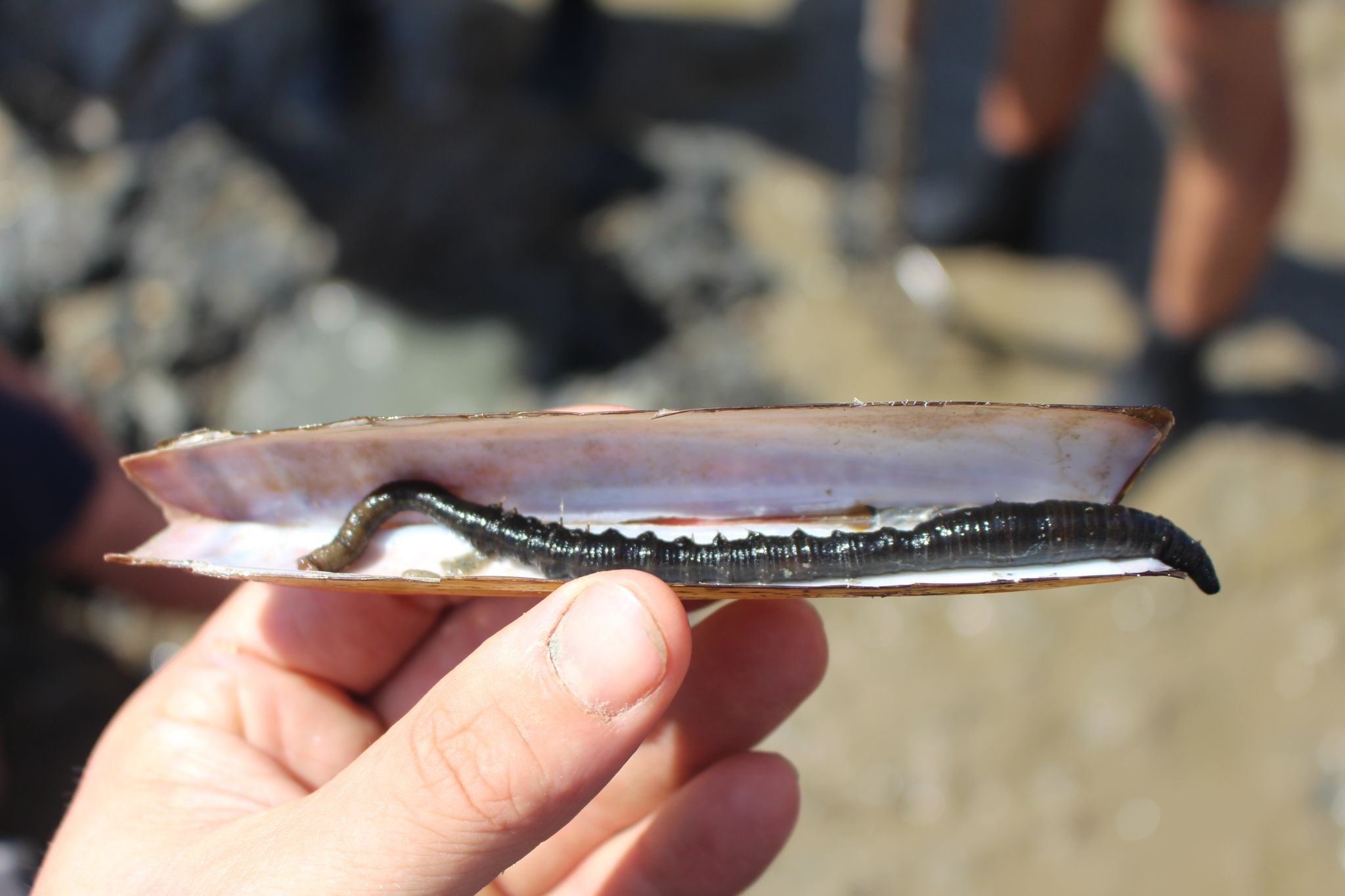 Tiere und Pflanzen im Wattenmeer – Familien Wattwanderungen am Strand ...